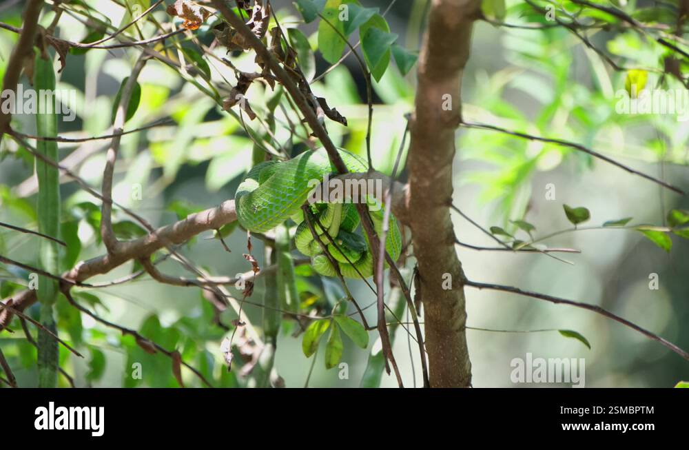 Seen from under coiled together with its head protruding under while ...