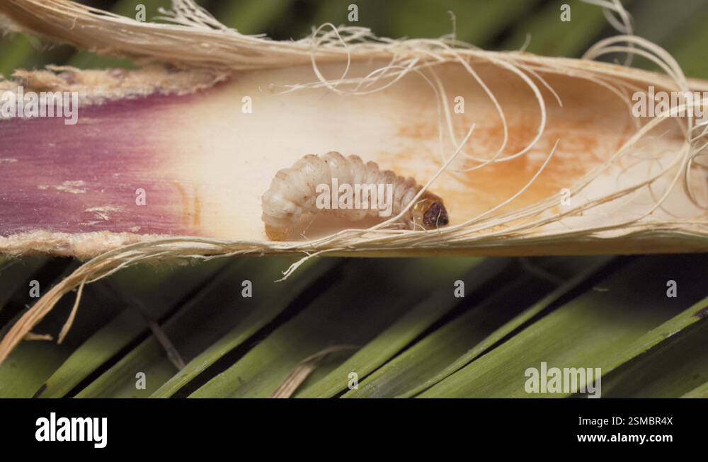 Macro Sot of Crawling Larva of Pest Palm Borer Moth in Europe Stock ...