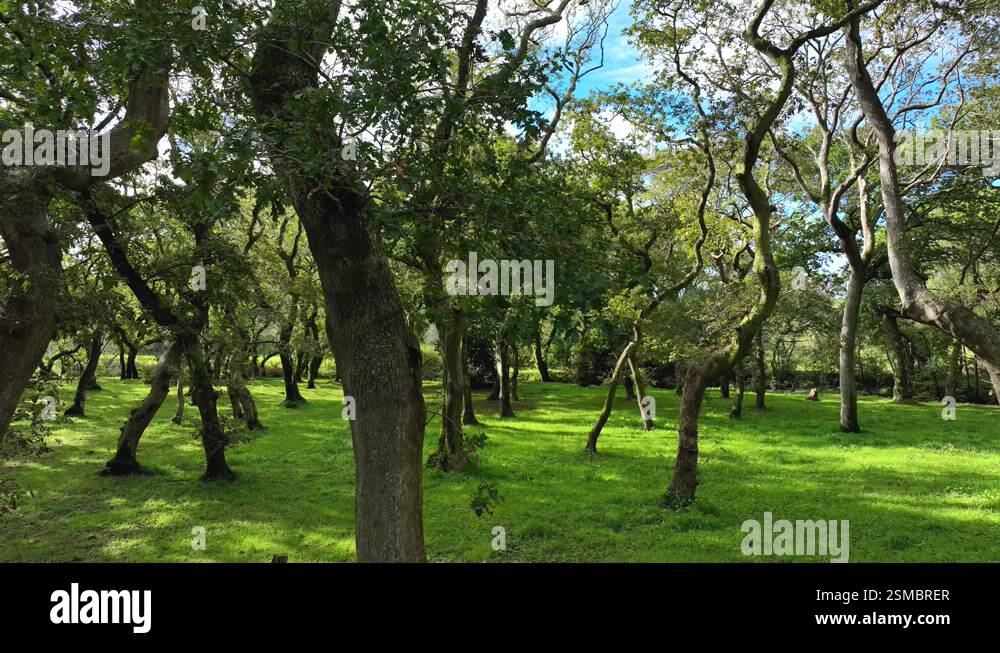 Verdant Forest Ground With Dense Trees In Carballeira Municipal de Baio ...