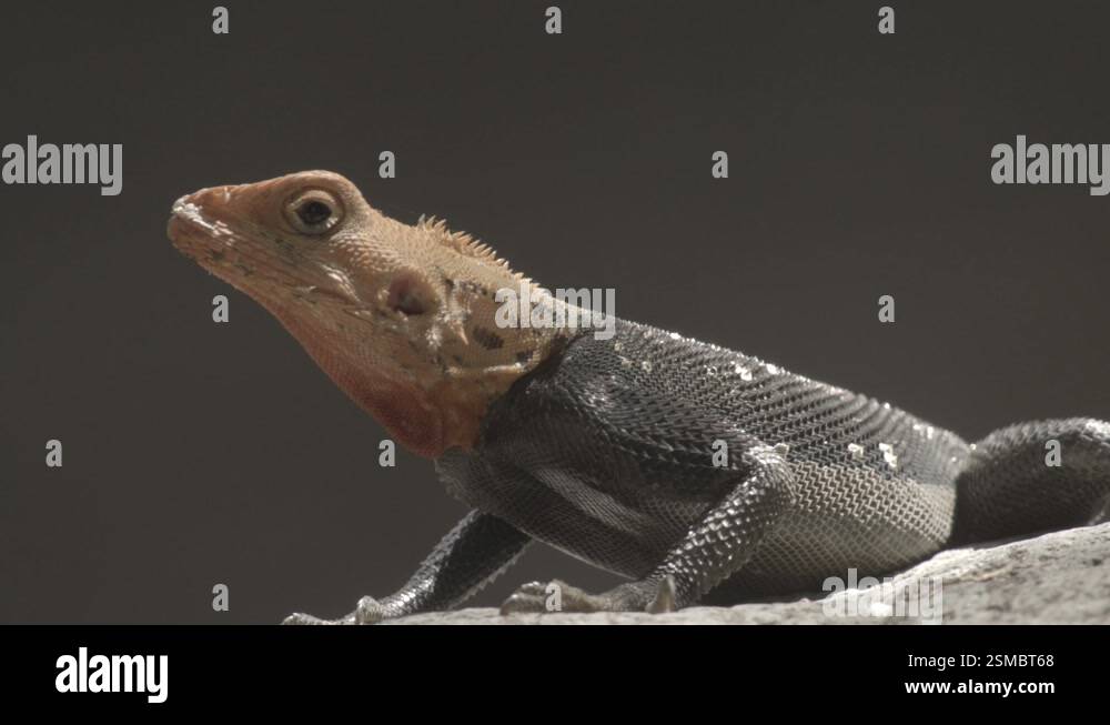 Agame des Colons (agame agame) - Reunion Stock Video Footage - Alamy