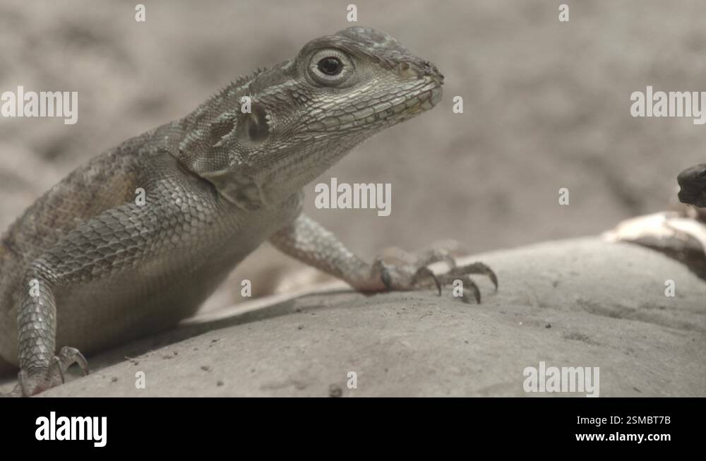 Agame des Colons (agame agame) - Reunion Stock Video Footage - Alamy