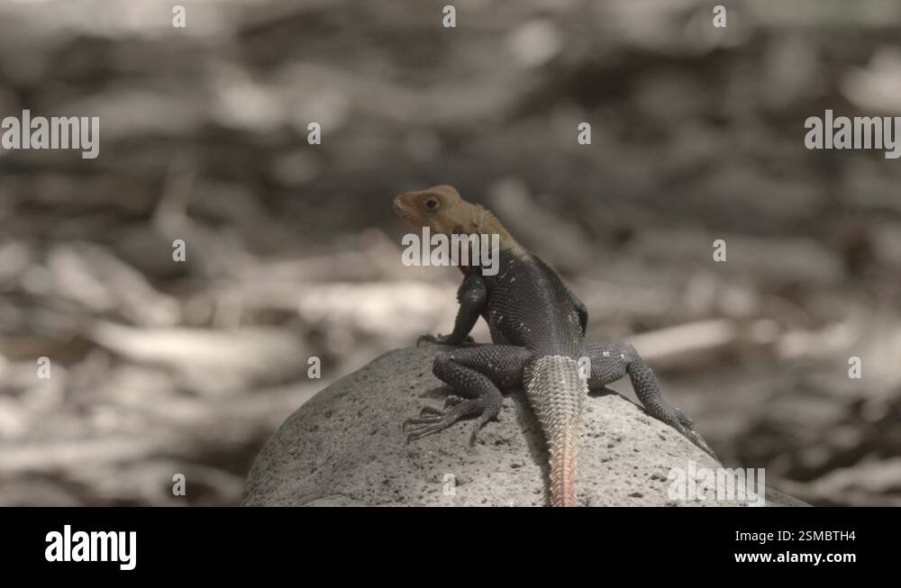 Agame Stock Videos & Footage - HD and 4K Video Clips - Alamy