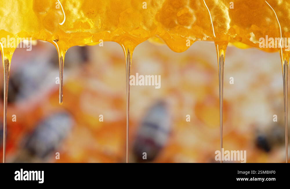 Buzzing harmony: macro footage of honey dripping, bees family at work ...