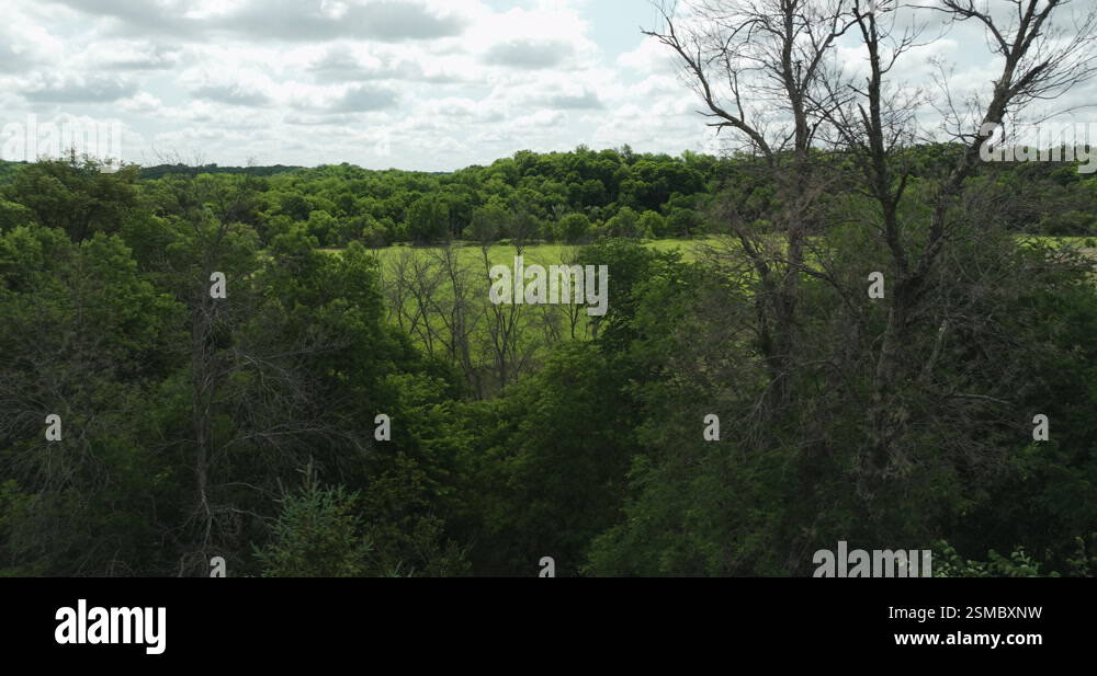 Park With Green Meadows And Dense Thicket Near Oronoco In Olmsted ...