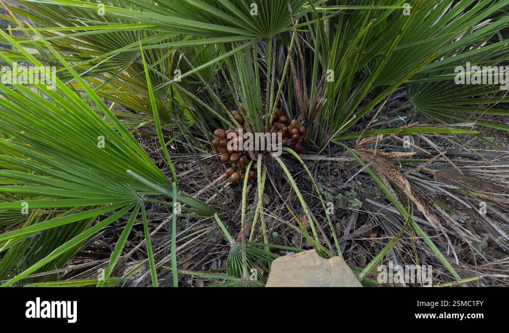 Fruit of Chamaerops humilis Mediterranean dwarf palm, Mediterranean dwarf Stock Video Footage ...