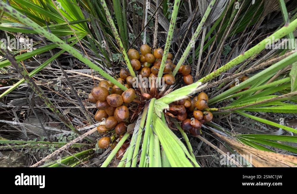 Fruit of Chamaerops humilis Mediterranean dwarf palm, Mediterranean dwarf Stock Video Footage ...