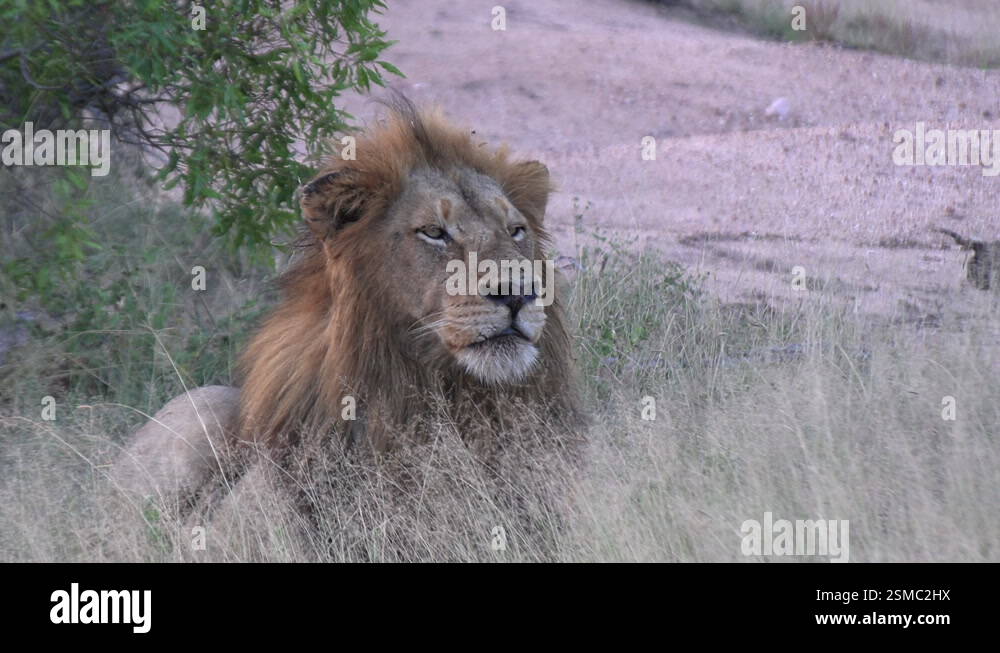 Slow zoom out from head of male lion rising above grass cover Stock ...