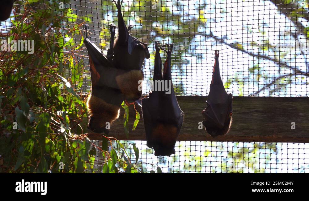 Australian bat species Stock Videos & Footage - HD and 4K Video Clips ...