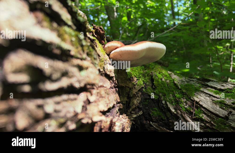 Resinous polipore shelf mushroom growing on mossy log. Low angle side ...