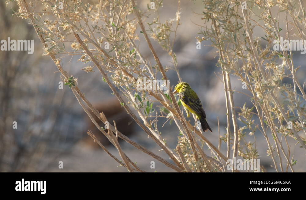 A Yellow-Fronted Canary Bird Native To Sub-Saharan Africa. Close-up ...