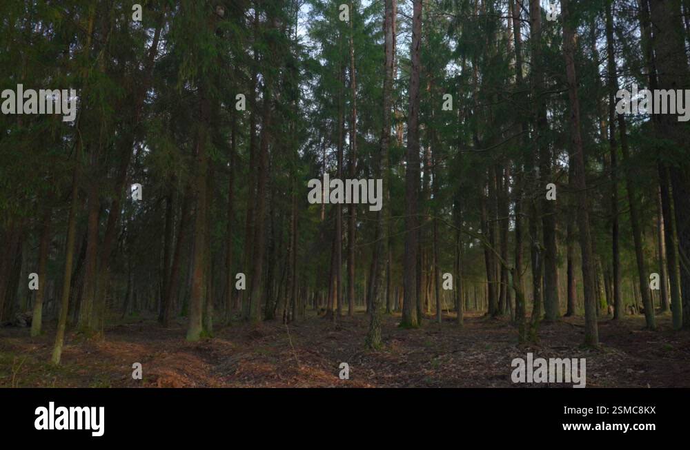 Officer getting out of trench and running with snipers through pine ...
