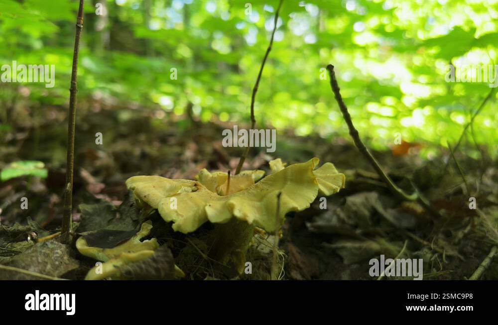 Hedgehog mushrooms Hydnum repandum growing from forest floor detritus ...