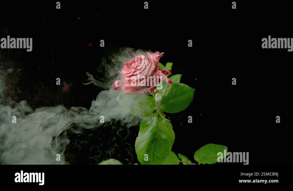 A Frozen Rose Is Putting Off Steam Stock Video Footage - Alamy