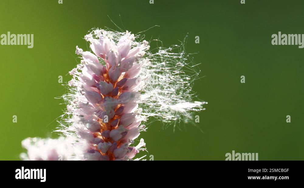 Willow seeds caught on Water Bistort, Persicaria amphibia, in Ambleside ...