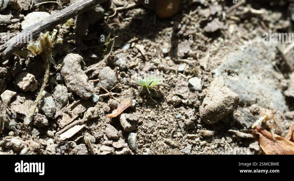 A Clover Mite, Bryobia praetiosa in Ambleside, Lake District, UK Stock ...