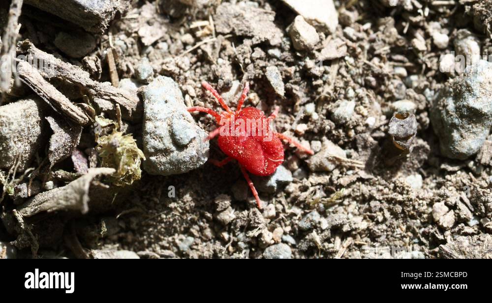 A Clover Mite, Bryobia praetiosa in Ambleside, Lake District, UK Stock ...