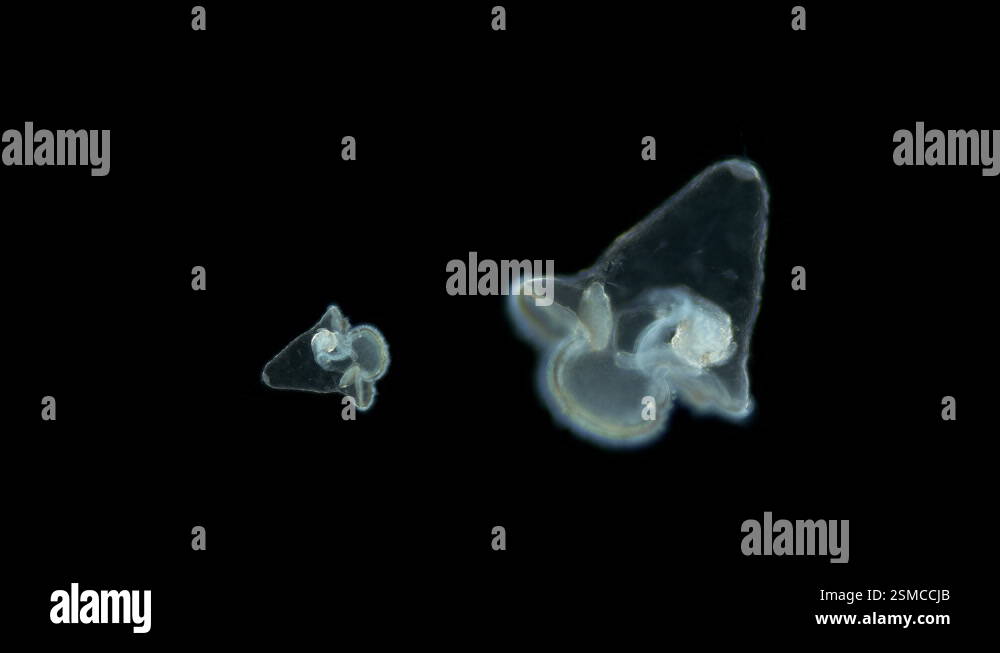 Pilidium larva of worm Heteronemertea under microscope, genus ...