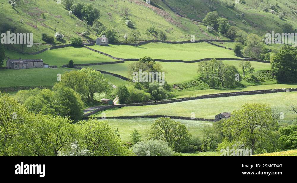 Traditional hay meadows with cow barns near Muker, Swaledale, Yorkshire ...