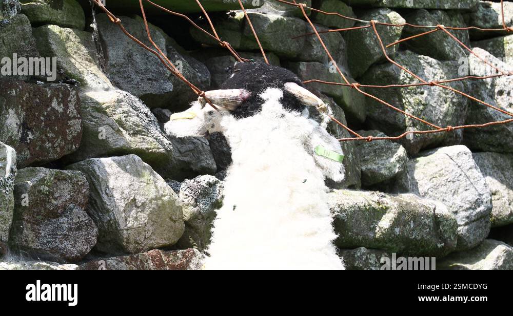Sheep trapped in fence Stock Videos & Footage - HD and 4K Video Clips ...