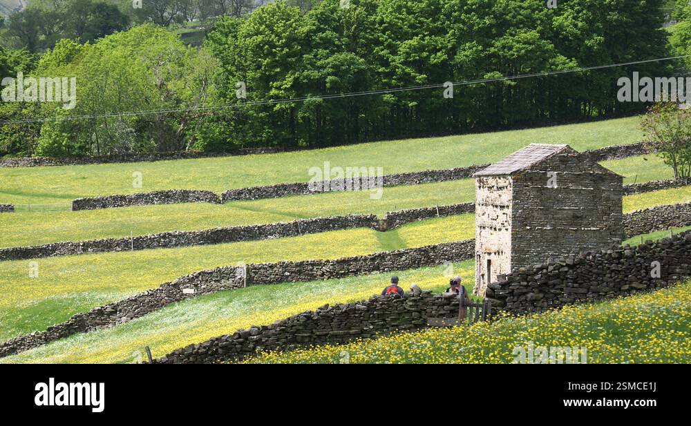 People walking through traditional hay meadows with cow barns near ...