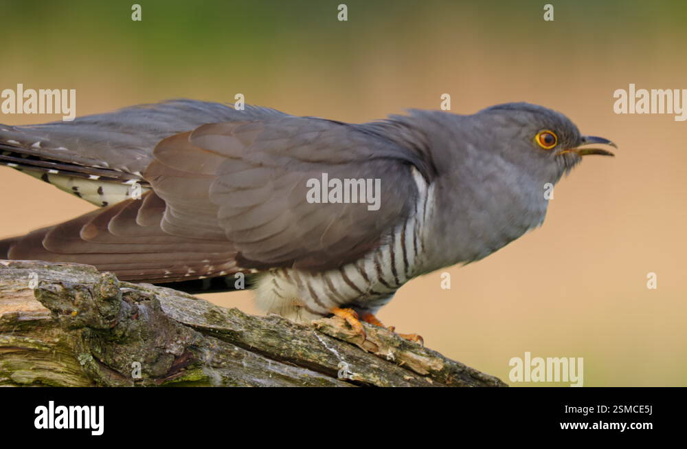 Common cuckoo song, European bird call, Cuculus canorus singing Stock ...