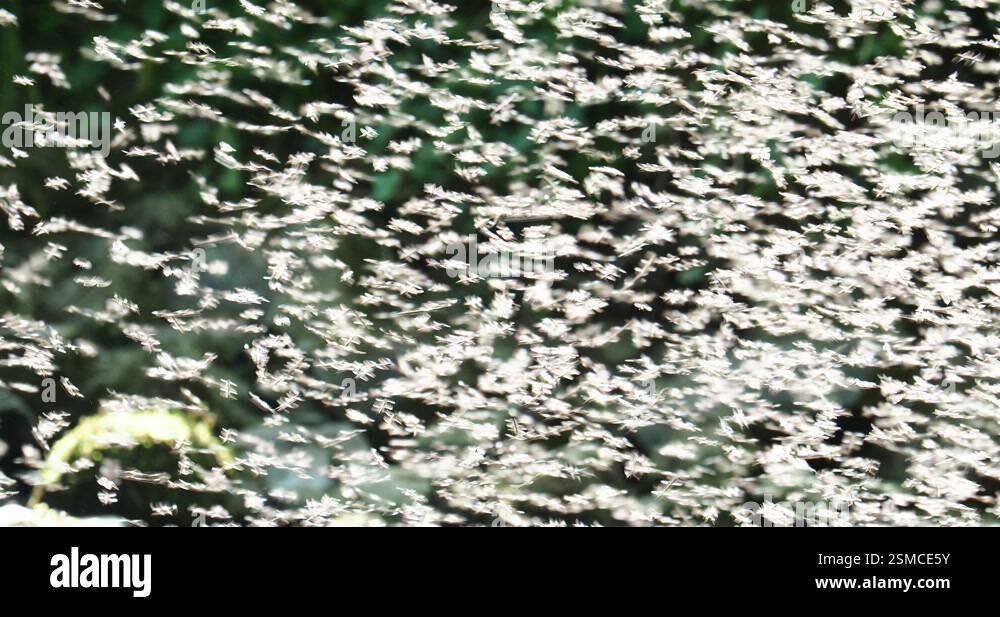 A swarm of flies over a stream in Austwick in the Yorkshire Dales Stock ...