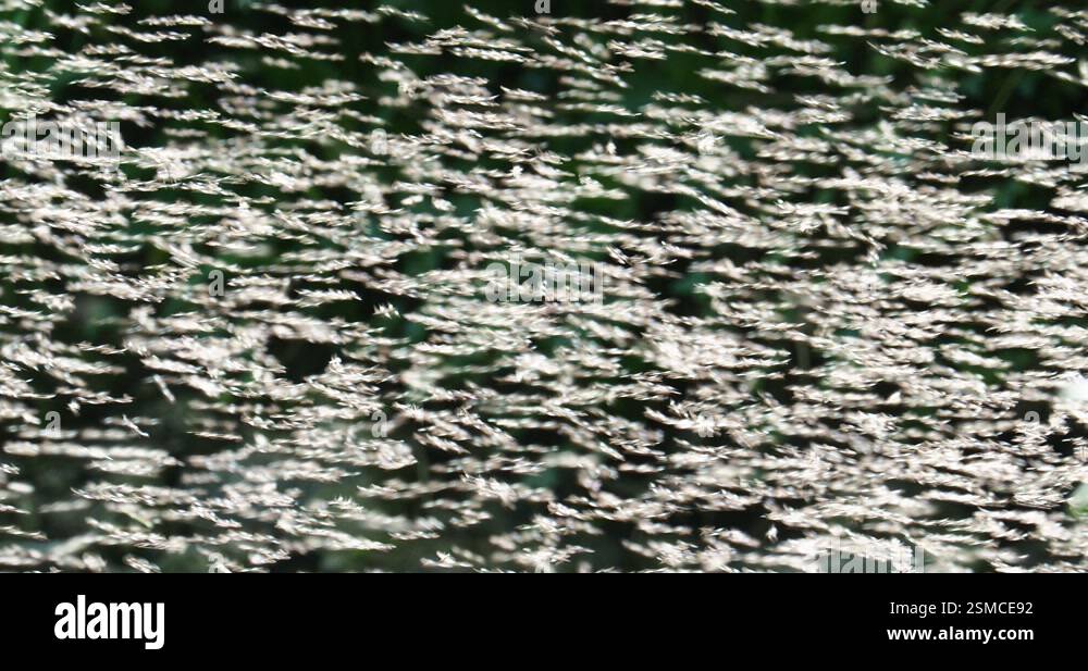 A swarm of flies over a stream in Austwick in the Yorkshire Dales Stock ...