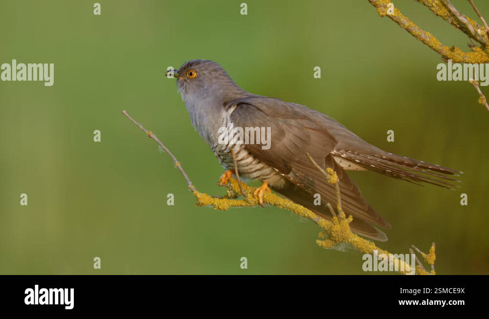 Common cuckoo (Cuculus canorus) in flight, bird flying Stock Video ...