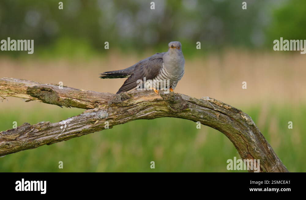 Common cuckoo (Cuculus canorus) in flight, bird flying Stock Video ...