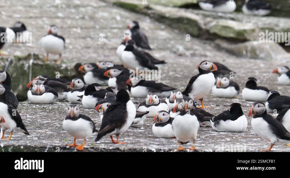 Atlantic Puffin, Fratercula arctica, on Coquet Island off Amble ...