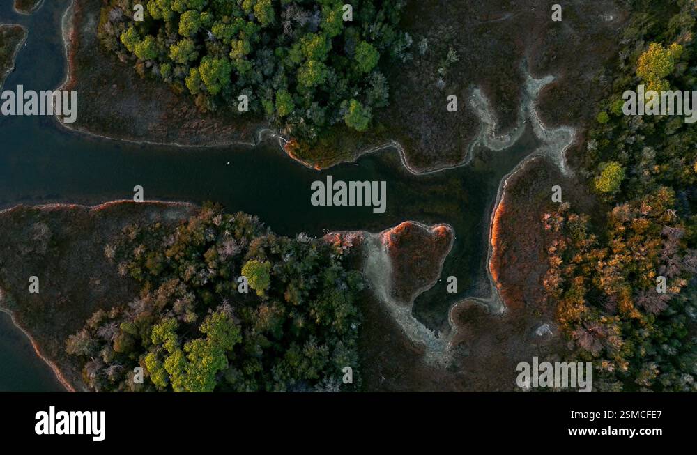Coastal lagoon swamp salt lake with pine trees at sunset. Maremma ...