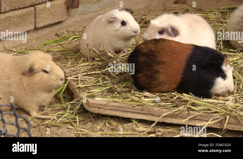 A Group of guinea pigs eating hay together. 4K Stock Video Footage - Alamy