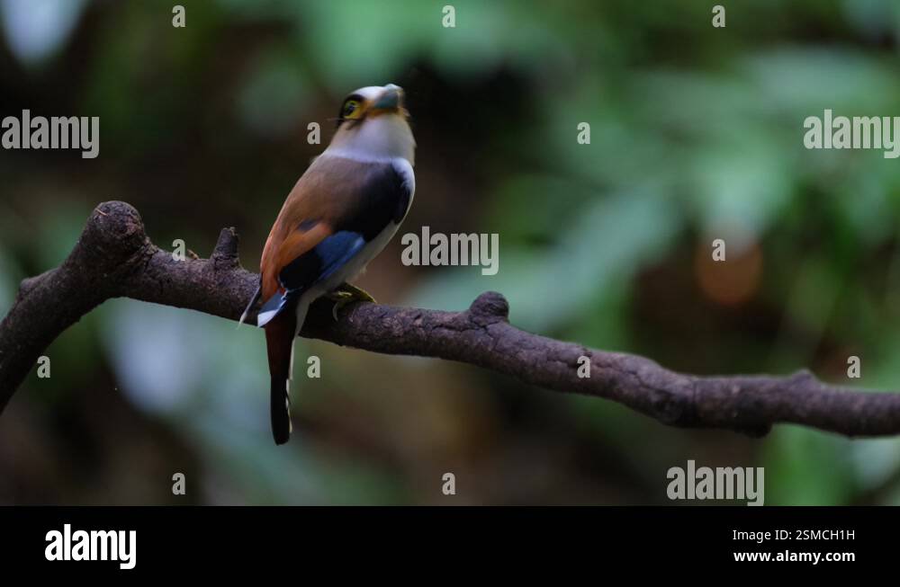 Insect in its mouth Stock Videos & Footage - HD and 4K Video Clips - Alamy