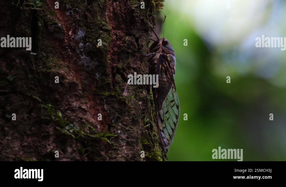 Resting on the bark of a tree facing up while another insect, looks ...