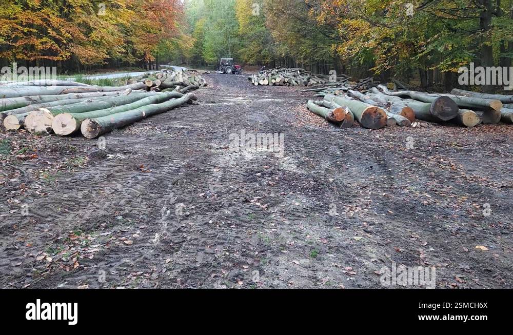 Cut trees. Cutting down trees in the forest. Felling of wood ...
