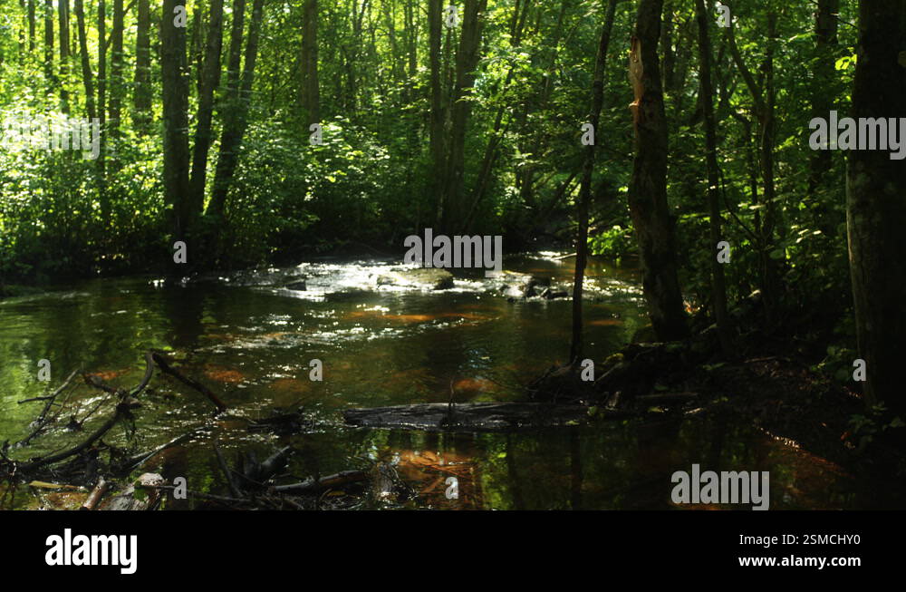 River in a forest, deep in the rain forest, sun is shining the surface ...