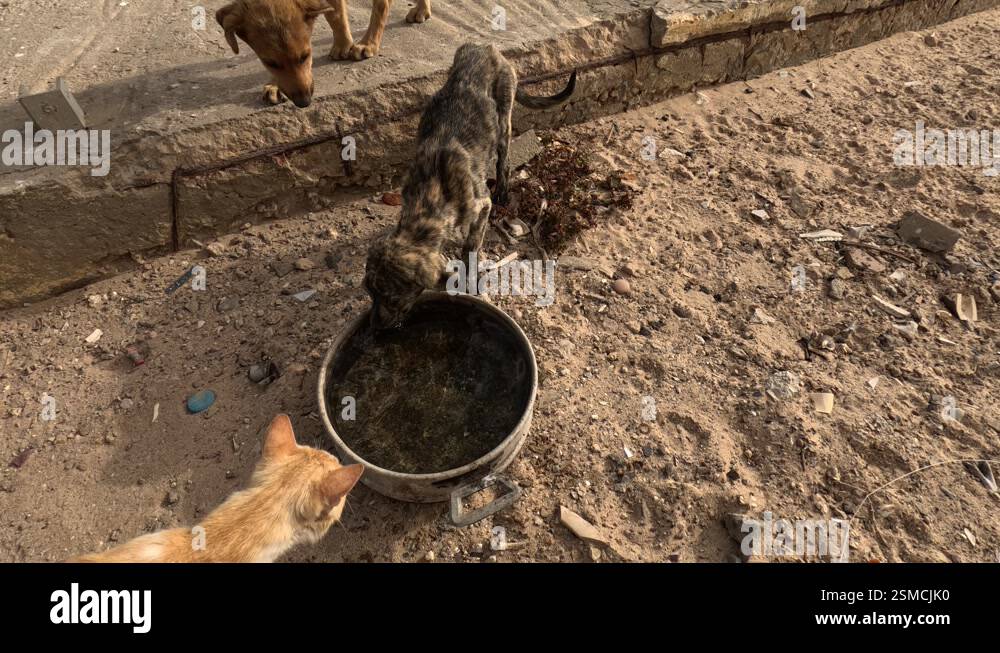 A charming dog quenching its thirst from a pot, displaying a blend of ...