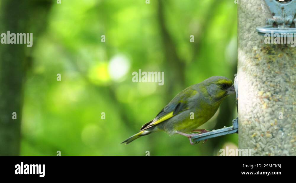 A Greenfinch, Chloris chloris, on a bird feeder at Leighton Moss RSPB ...