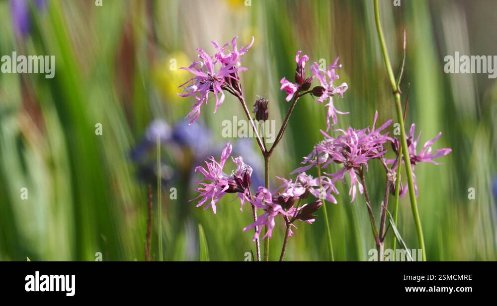 Ragged Robin; Silene flos-cuculi, and Purple Iris; Butterfly Iris; Iris ...