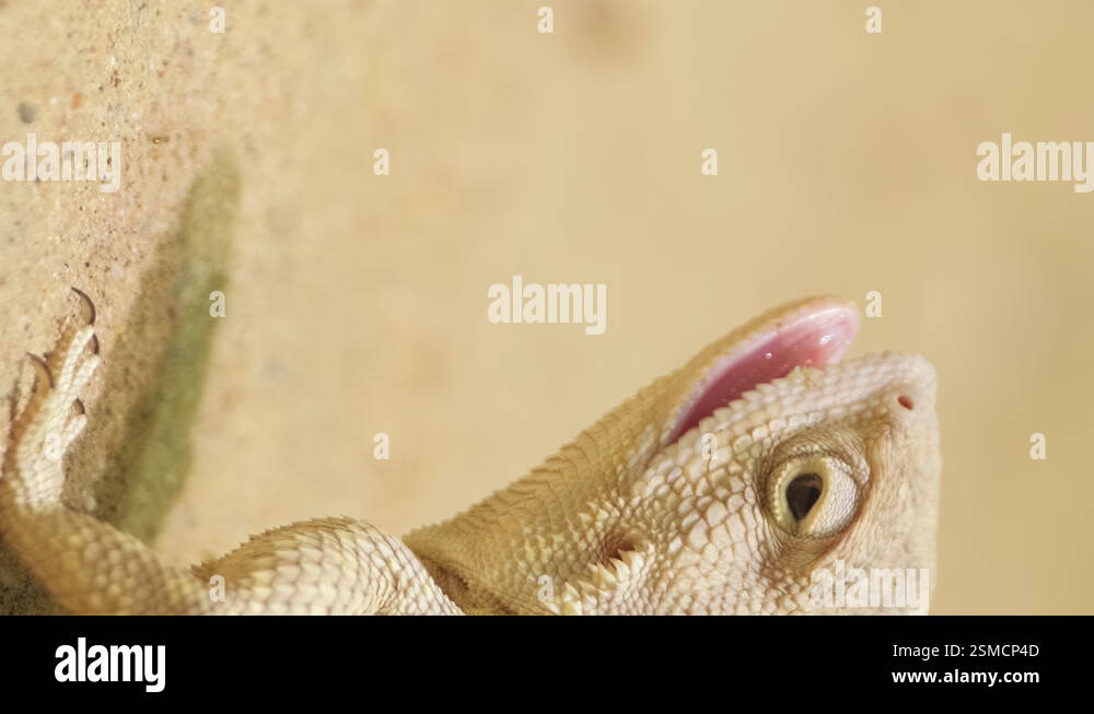 North American lizards and the typical genus of the family ...