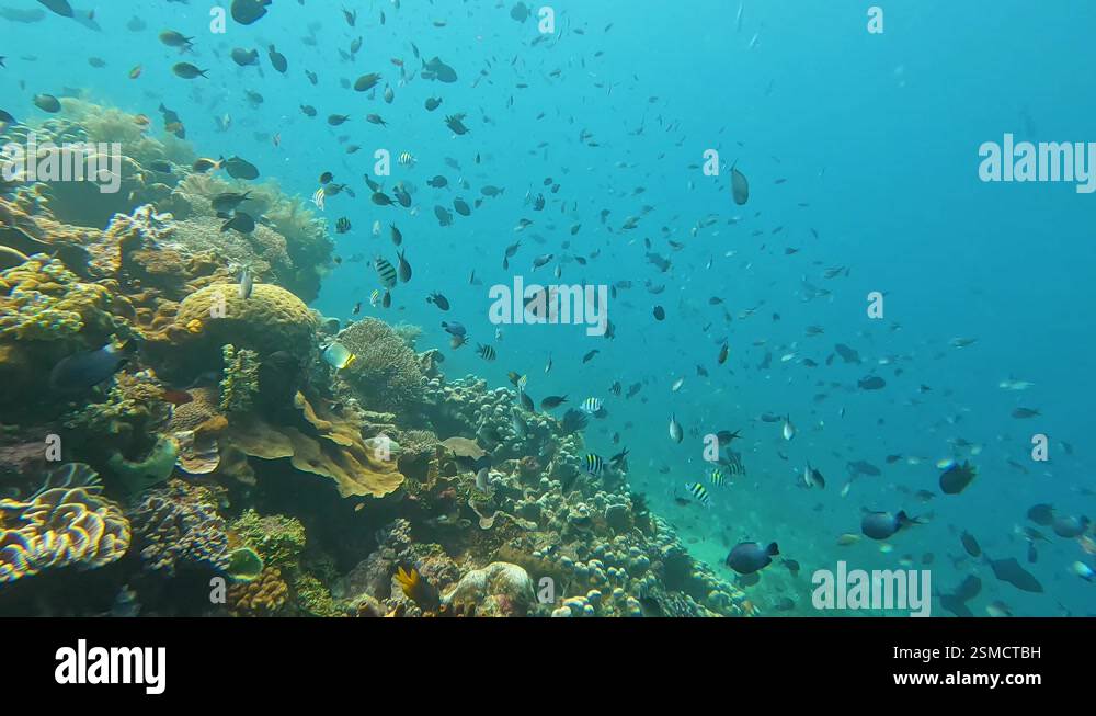 Scuba diving on Coral Triangle with healthy coral reefs and masses of ...