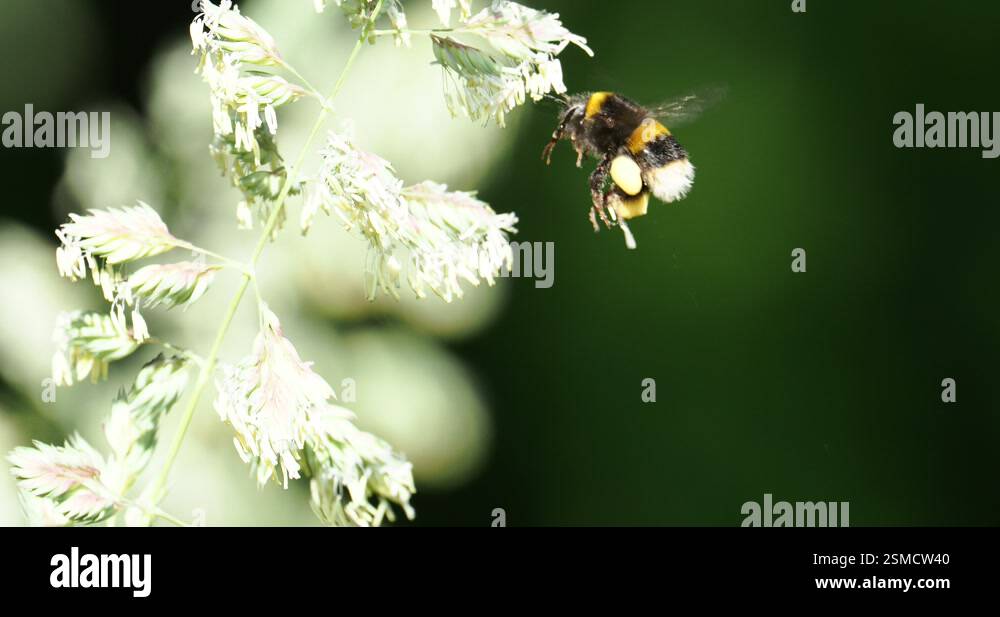 A Bee collecting pollen and knocking pollen off a grass seed head on ...