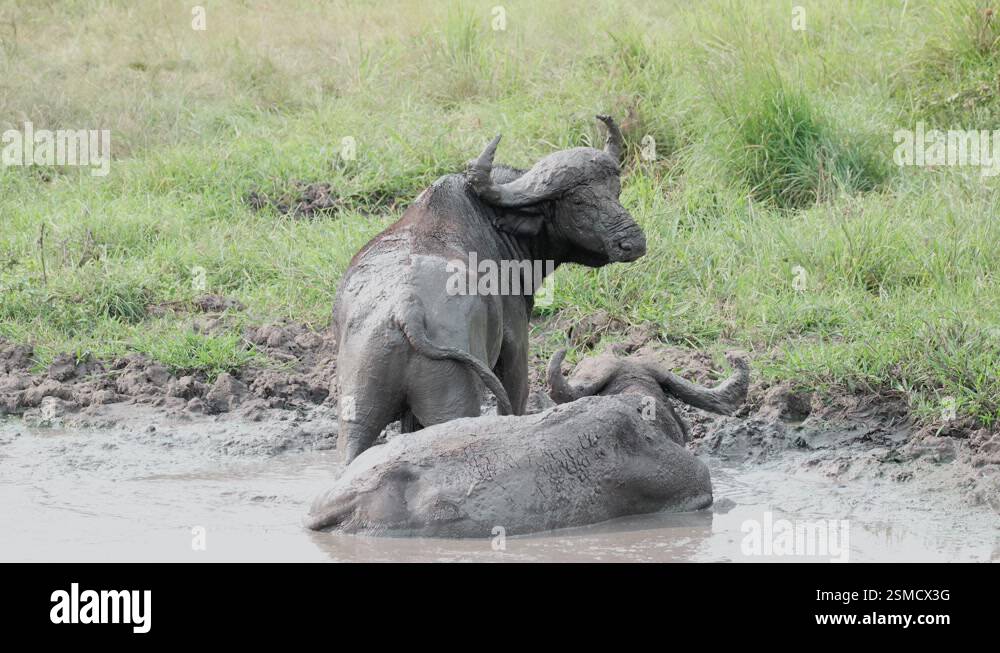 Africa bovine safari mud Stock Videos & Footage - HD and 4K Video Clips ...