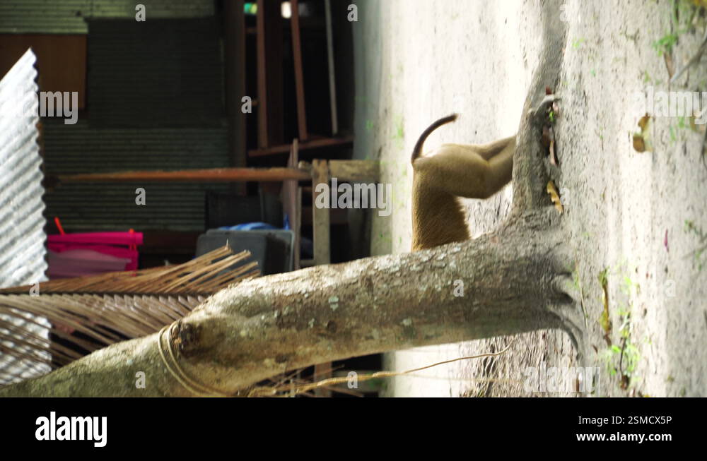 Sad Monkey Tied To A Tree; Animal Abuse And Labor Trafficking In ...