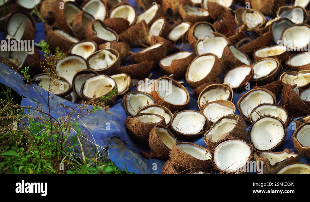 Coconut Oil Production In Thailand; Coconut Shells Cut Open In Half And ...