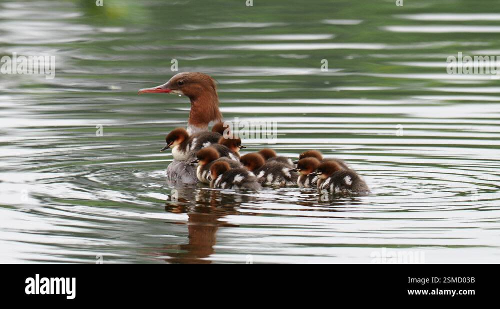 A female Goosander; Mergus merganser with a brood of ducklings riding ...