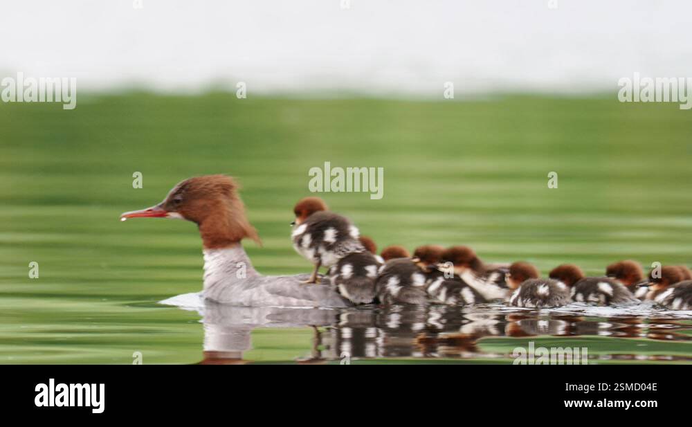 A female Goosander; Mergus merganser with a brood of ducklings riding ...