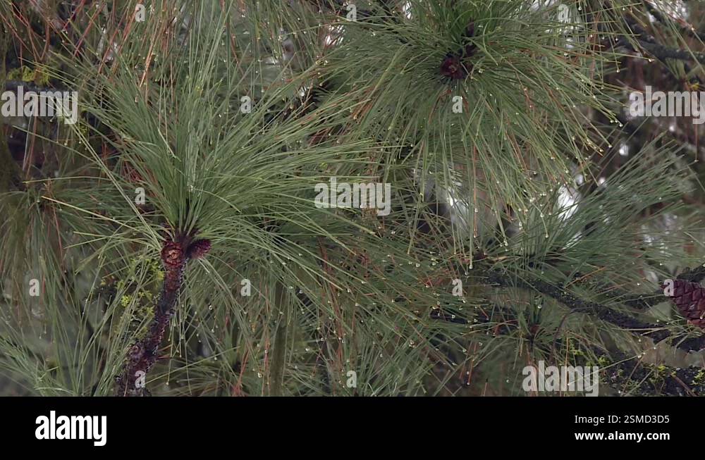 Pinus Devoniana Conifer Tree In Boise National Forest, Idaho, USA ...