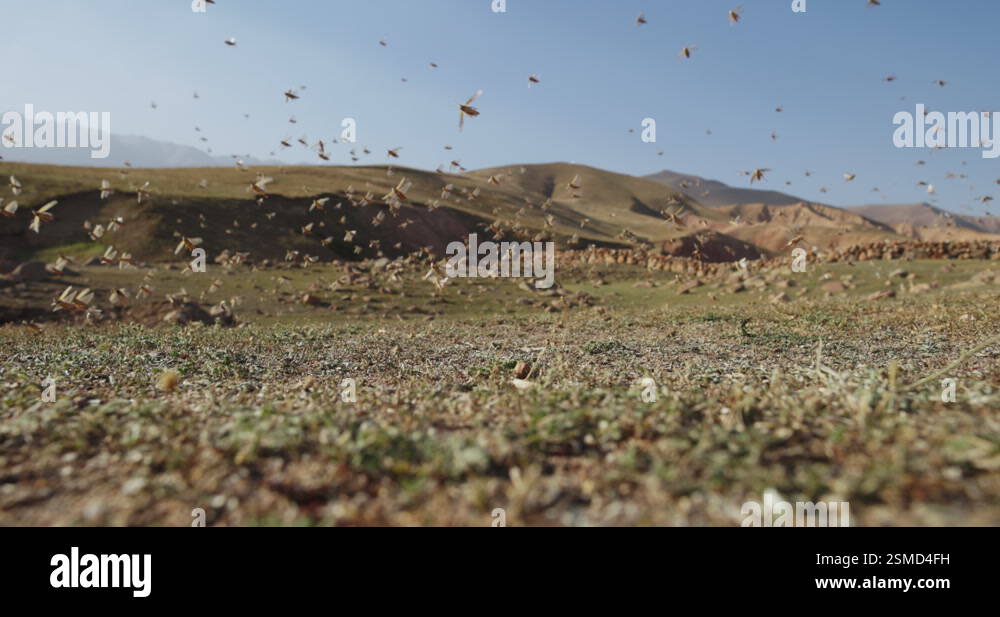 Herd of locusts flies up from field. Devastation of fields ecosystem ...