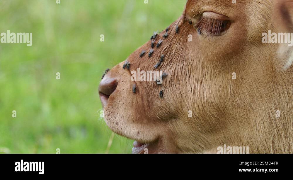 A cow covered in House Fly, Musca domestica, Ambleside, Lake District ...